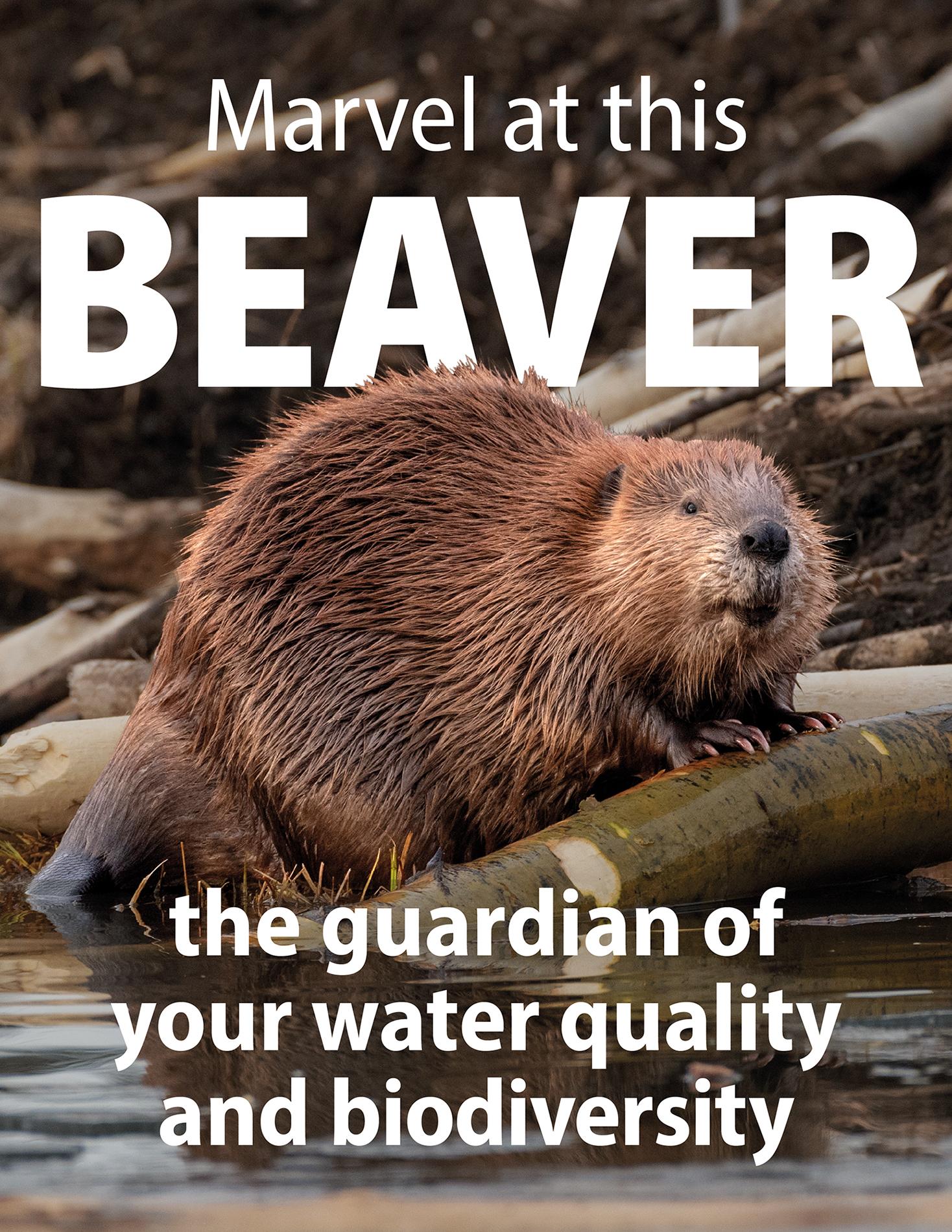 Beavers are the cure 🦫💊 — Bringing People Together~~